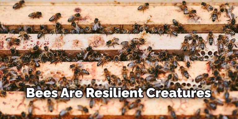 Bee Spiritual Meaning, Symbolism, and Totem | Explained (2025)