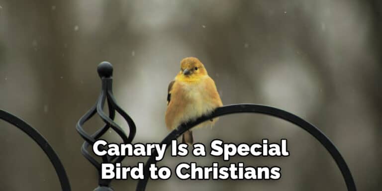 Canary Spiritual Meaning, Symbolism, and Totem | Explained