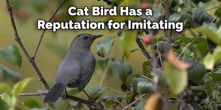 Cat Bird Symbolism, Meaning, and Totem | Explained (2025)
