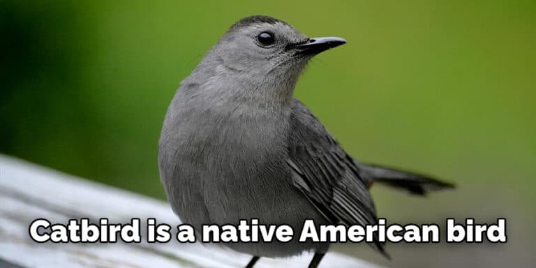 Cat Bird Symbolism, Meaning, and Totem | Explained (2025)