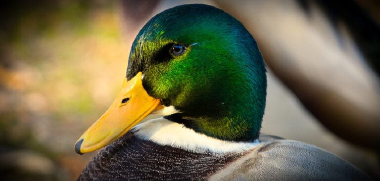 Duck Symbolism and Meaning With Totem | Explained (2025)