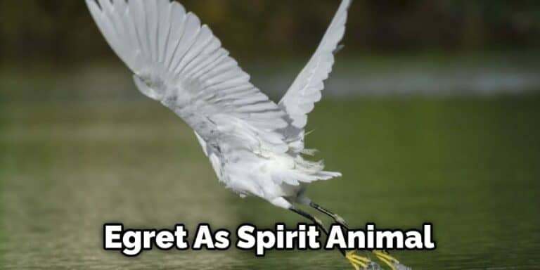 White Egret Symbolism, Meaning, and Totem | Guides (2025)