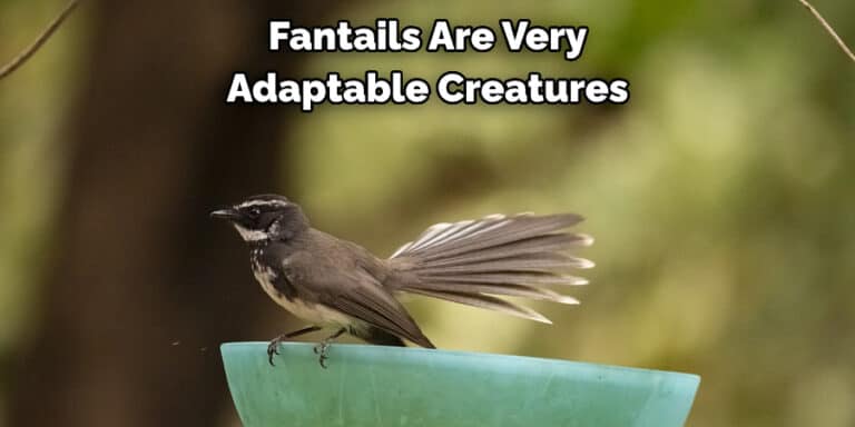 Spiritual Meaning of Fantail With Symbolism and Totem | (2026)
