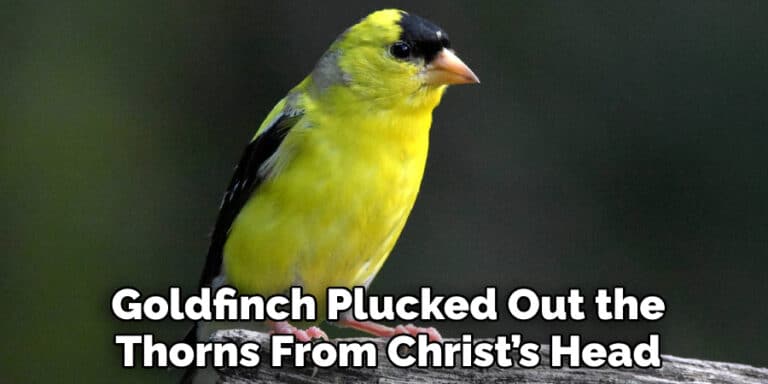 Goldfinch Spiritual Symbolism, Meaning, and Totem | Explained