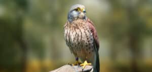 Kestrel Spiritual Meaning, Symbolism, and Totem | Explained