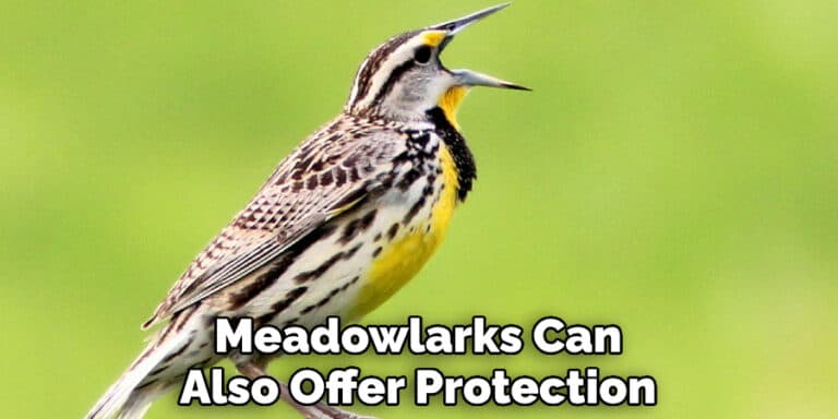 Meadowlark Symbolism, Meaning and Totem | Explained (2025)