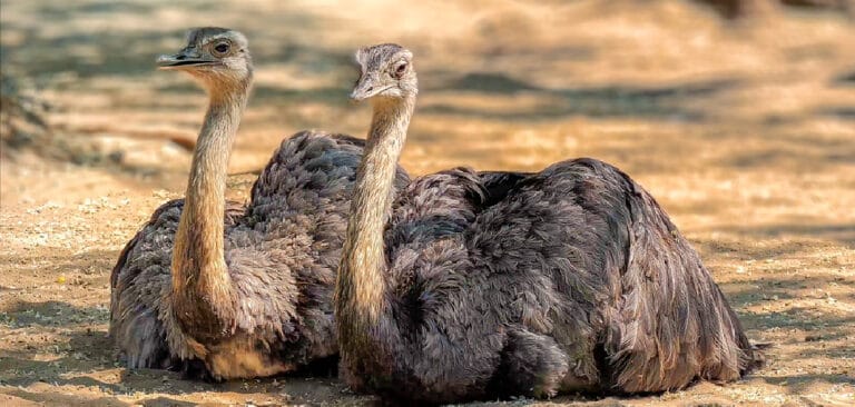 Ostrich Spirit Animal Meaning, Symbolism, and Totem Explained