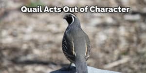 Quail Spiritual Meaning, Symbolism, and Totem | Explained