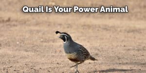 Quail Spiritual Meaning, Symbolism, and Totem | Explained