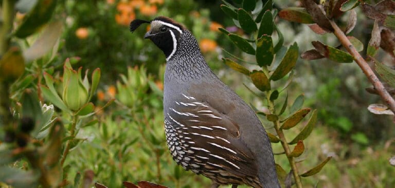Quail Spiritual Meaning, Symbolism, and Totem | Explained