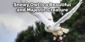 Snowy Owl Spiritual Meaning, Symbolism, and Totem | Explained