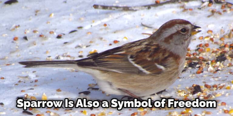 Sparrow Spiritual Meaning, Symbolism, and Totem | Explained