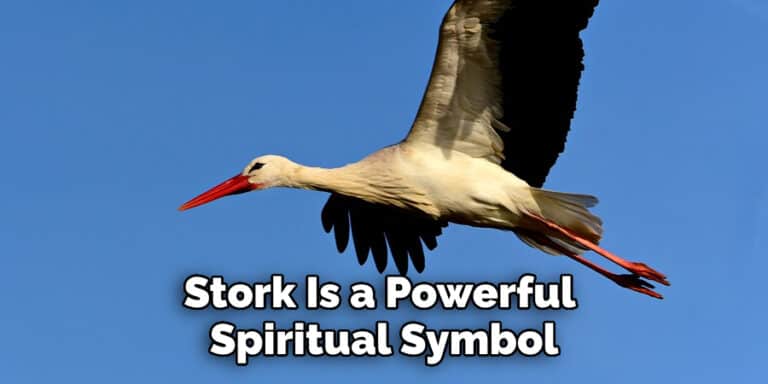 Spiritual Meaning of Stork With Symbolism and Totem | (2025)