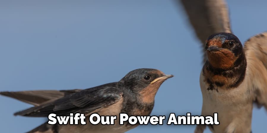 Swift Bird Spiritual Meaning Symbolism And Totem Explained Swift Bird Spiritual Meaning Symbolism And Totem Explained