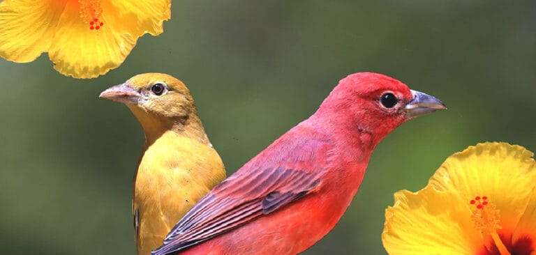 Tanager Spiritual Meaning, Symbolism, and Totem | Explained