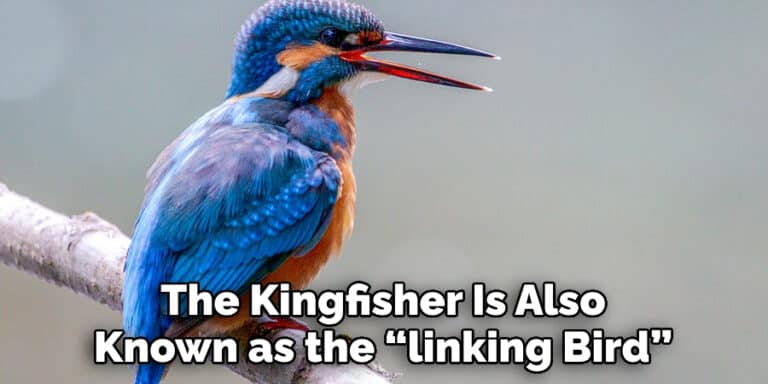 Kingfishers Symbolism and Meaning With Totem | Explained (2025)