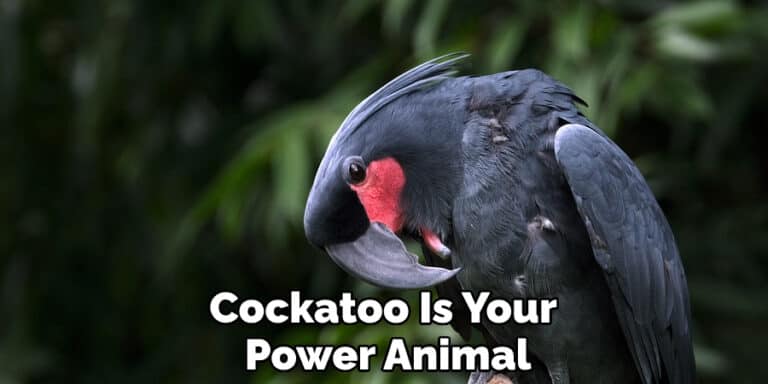 Black Cockatoo Meaning, Symbolism, and Totem | Explained 2025