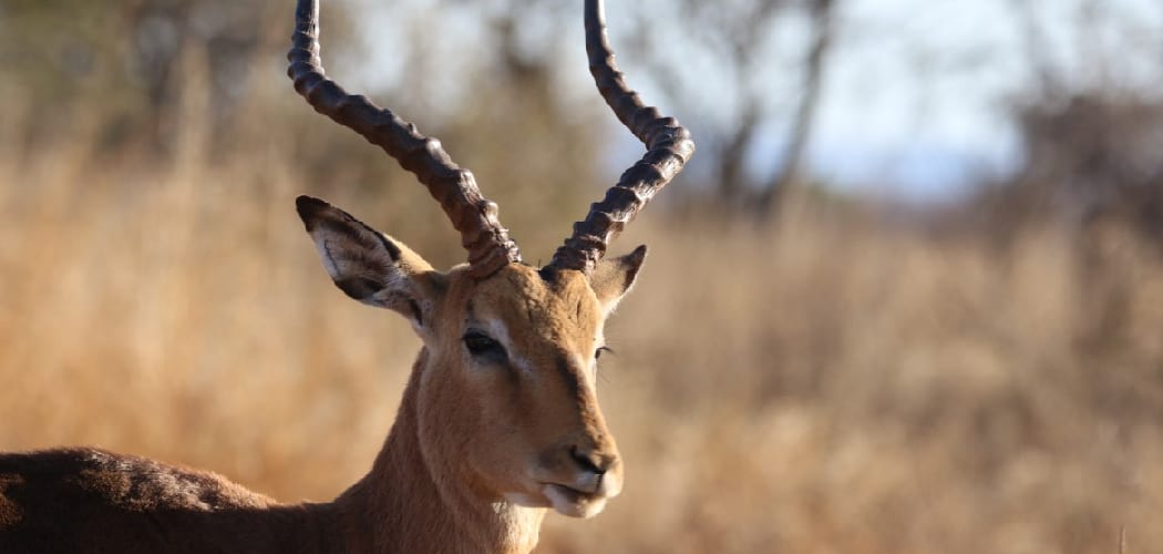 Antelope Spiritual Meaning, Symbolism, and Totem (2025)