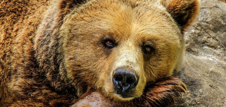 Bear Spiritual Meaning, Symbolism, and Totem | Explained (2025)