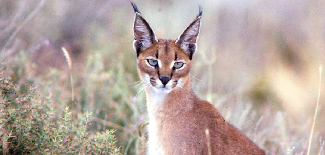 Caracal Symbolism, Meaning, and Totem | Explained (2025)