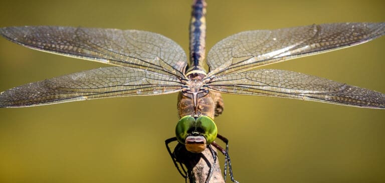 Dragonfly Spiritual Meaning | Explained (2025)