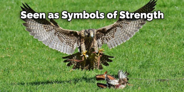 Falcon Spiritual Meaning | Explained (2025)