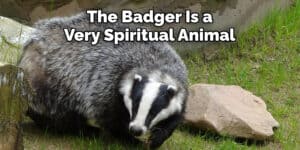 Badger Spiritual Meaning, Symbolism, and Totem | Explained
