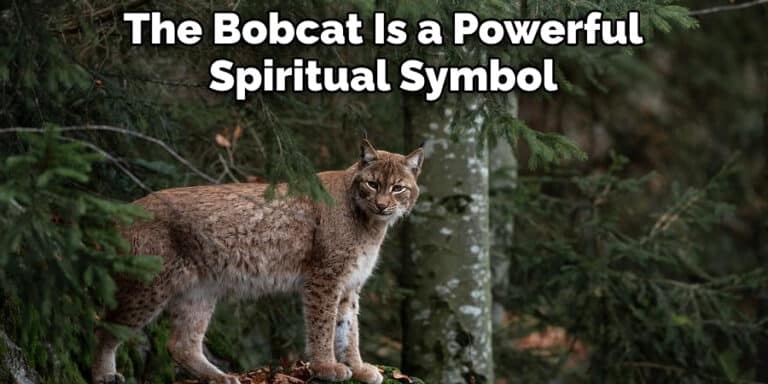 Bobcat Symbolism, Meaning, and Totem | Explained (2025)