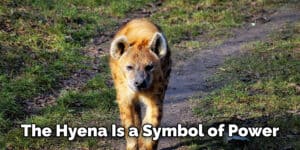 Hyena Spiritual Meaning, Symbolism, and Totem | Explained