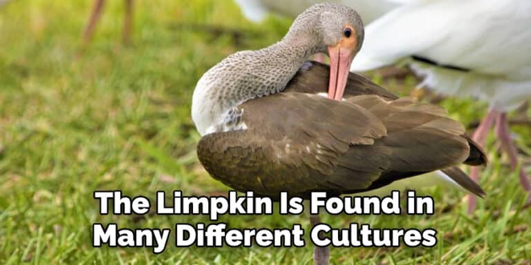 Limpkin Spiritual Meaning, Symbolism, and Totem | Explained