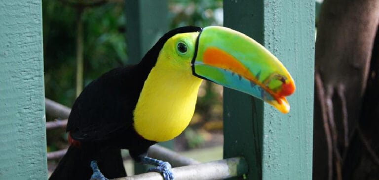 Toucan Symbolism, Meaning, and Totem | Explained (2025)