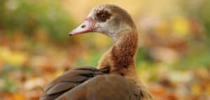 Golden Goose Meaning, Symbolism, and Totem | Explained (2025)