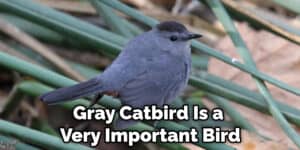 Gray Catbird Spiritual Meaning, Symbolism, and Totem (2025)