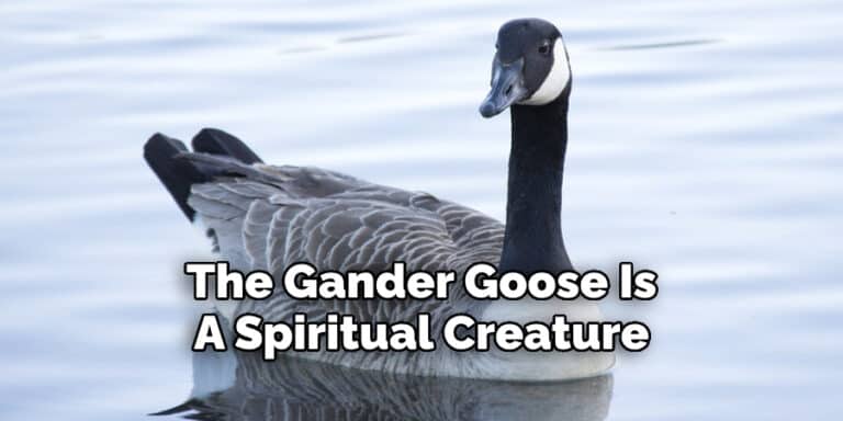 Gander Goose Meaning, Symbolism, and Totem | Detailed Guide