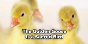 Golden Goose Meaning, Symbolism, and Totem | Explained (2025)