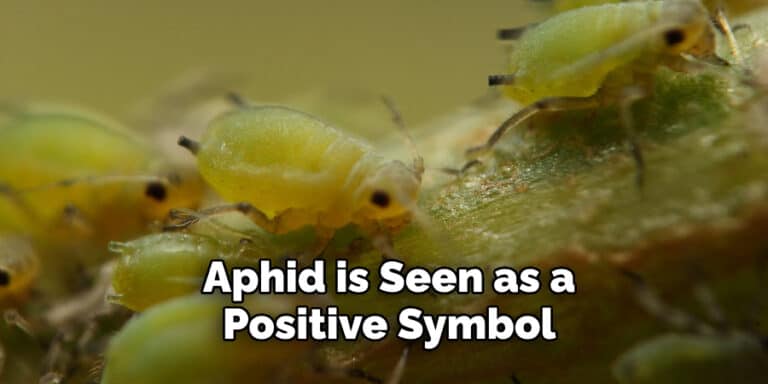 Aphid Spiritual Meaning, Symbolism, and Totem | Explained