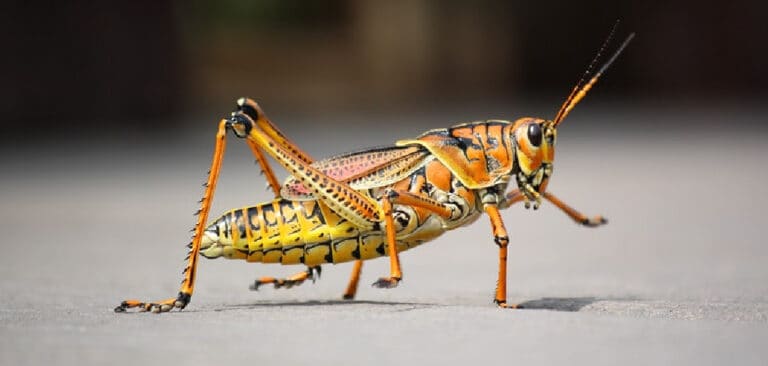 Cricket Spiritual Meaning, Symbolism, and Totem | Explained (2025)