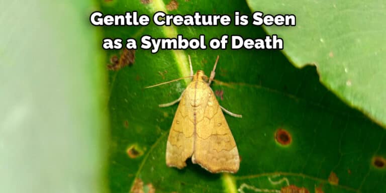 Moth Spiritual Meaning, Symbolism, and Totem | Detailed Guide