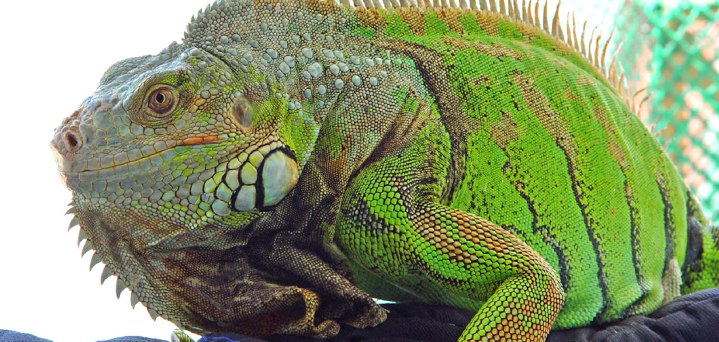 Iguana Spiritual Meaning, Symbolism, and Totem (2026)