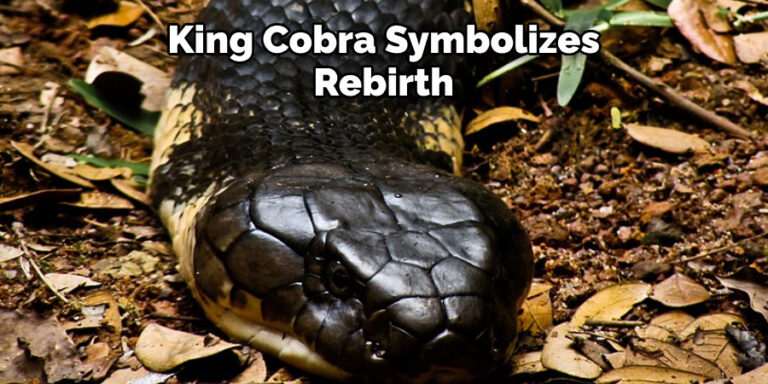 King Cobra Spiritual Meaning, Symbolism, and Totem (2025)