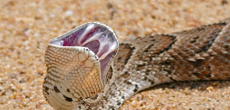 Puff Adder Meaning, Symbolism, and Totem | Detailed Guide