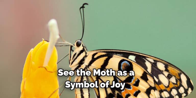Moth Spiritual Meaning, Symbolism, and Totem | Detailed Guide