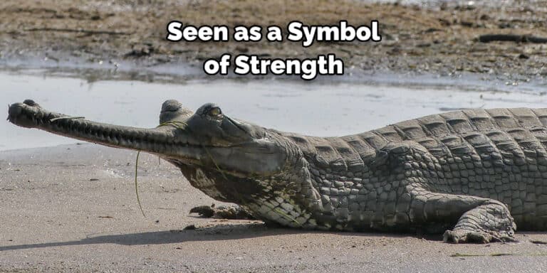Gharial Meaning, Symbolism, and Totem | (2026)
