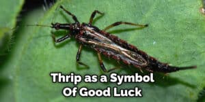 Thrip Meaning, Symbolism, and Totem | Detailed Guides (2025)