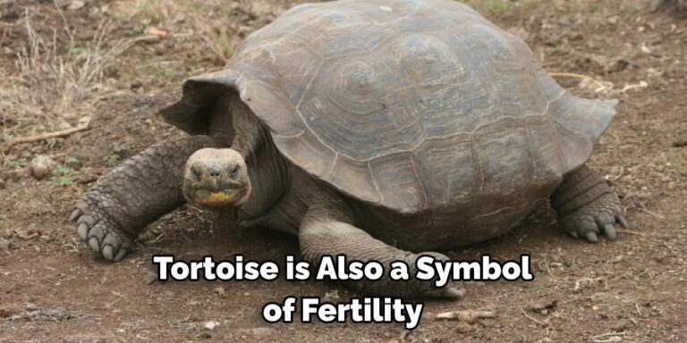 Tortoise Spiritual Meaning, Symbolism, and Totem (2025)