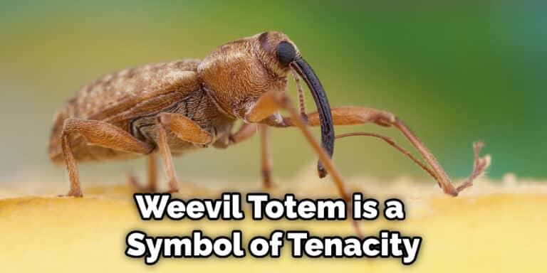 Weevil Spiritual Meaning, Symbolism, and Totem (2025)