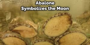 Abalone Spiritual Meaning, Symbolism, and Totem | (2022)
