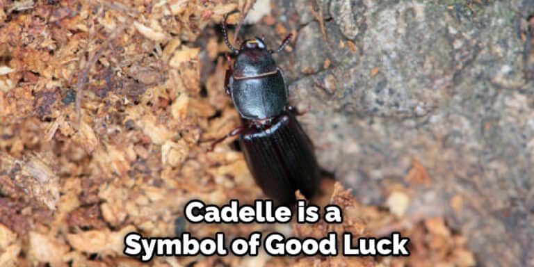 Cadelle Spiritual Meaning, Symbolism, and Totem | Explained