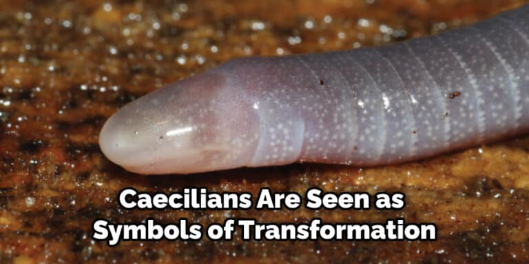Caecilians Spiritual Meaning, Symbolism, and Totem | (2025)
