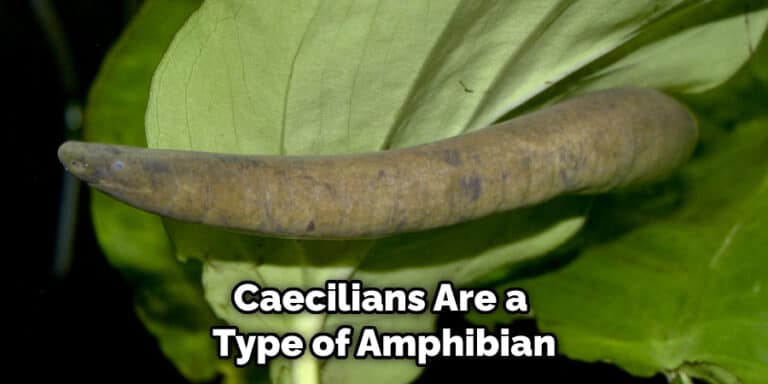 Caecilians Spiritual Meaning, Symbolism, and Totem | (2025)